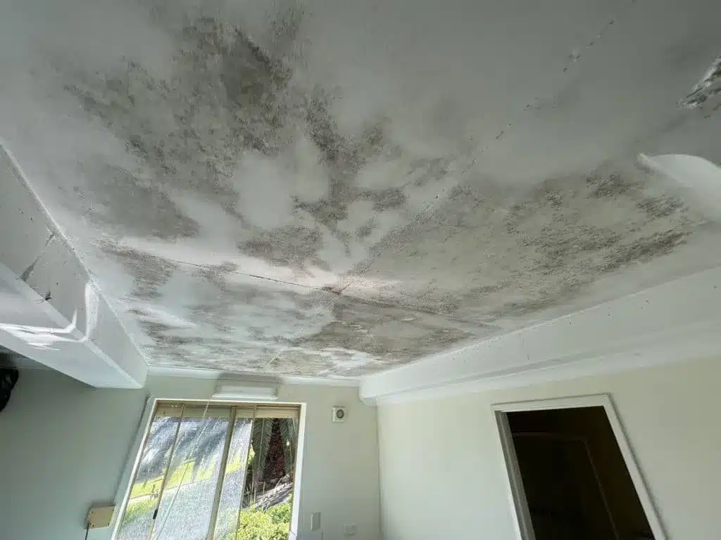 Mould Removal Painting Adelaide | Paint Professionals